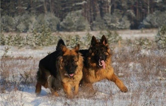 Vokiečiu aviganių veislynas - www.gelezinisvilkas.lt